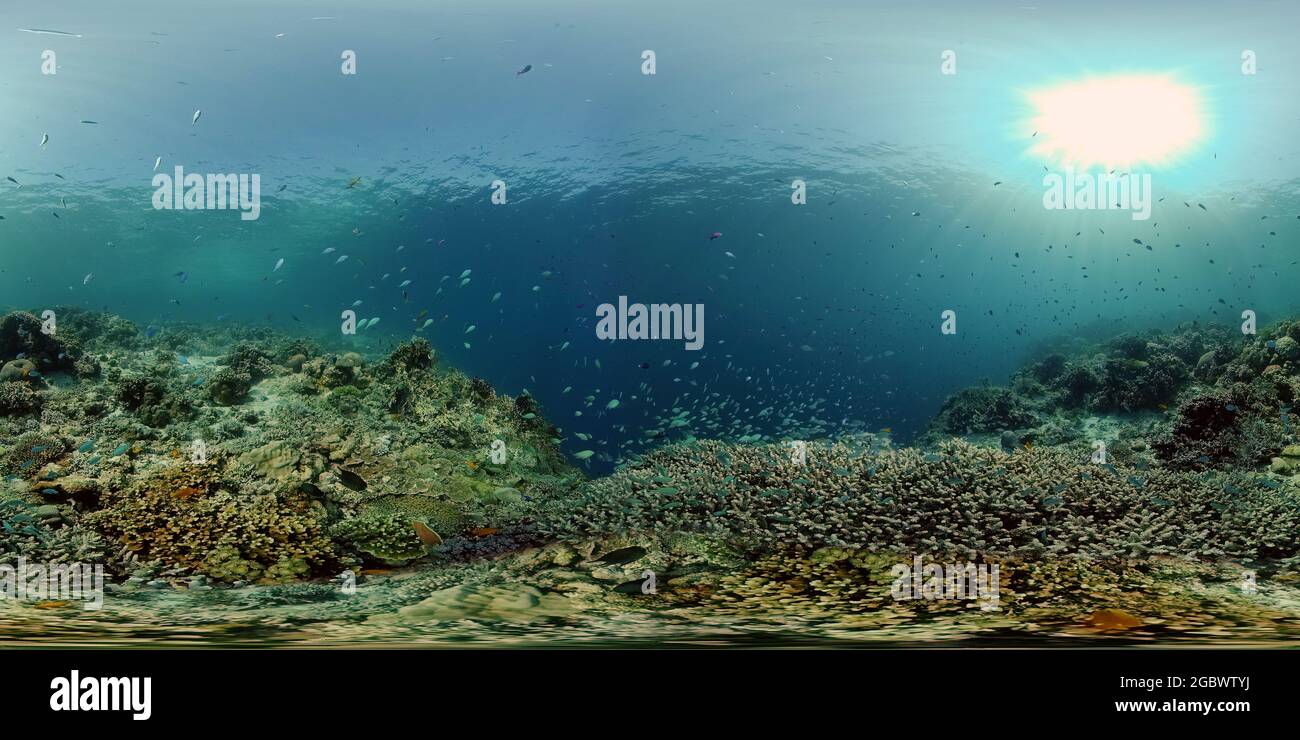 Wonderful and beautiful underwater colorful fishes and corals in the ...