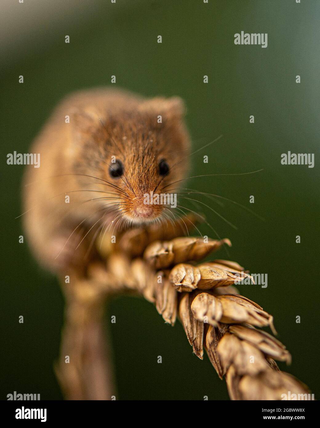 Ear Of Mouse High Resolution Stock Photography and Images - Alamy