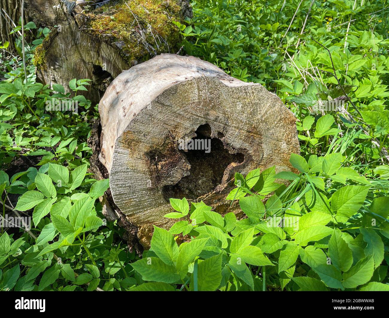 Big beautiful log lies in hi-res stock photography and images - Alamy