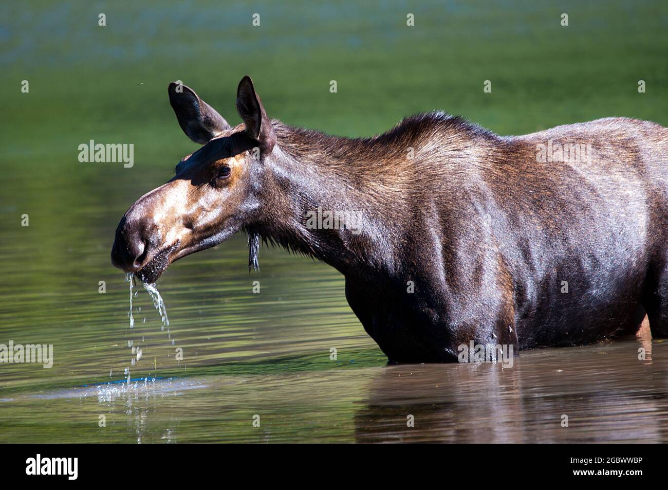 Moose cow feeding in water, Fisher Cap Lake, Many Glacier, Glacier ...