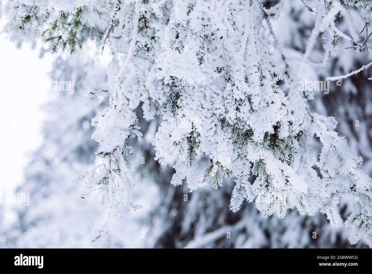 view of snowed pine tree close up copy space Stock Photo - Alamy