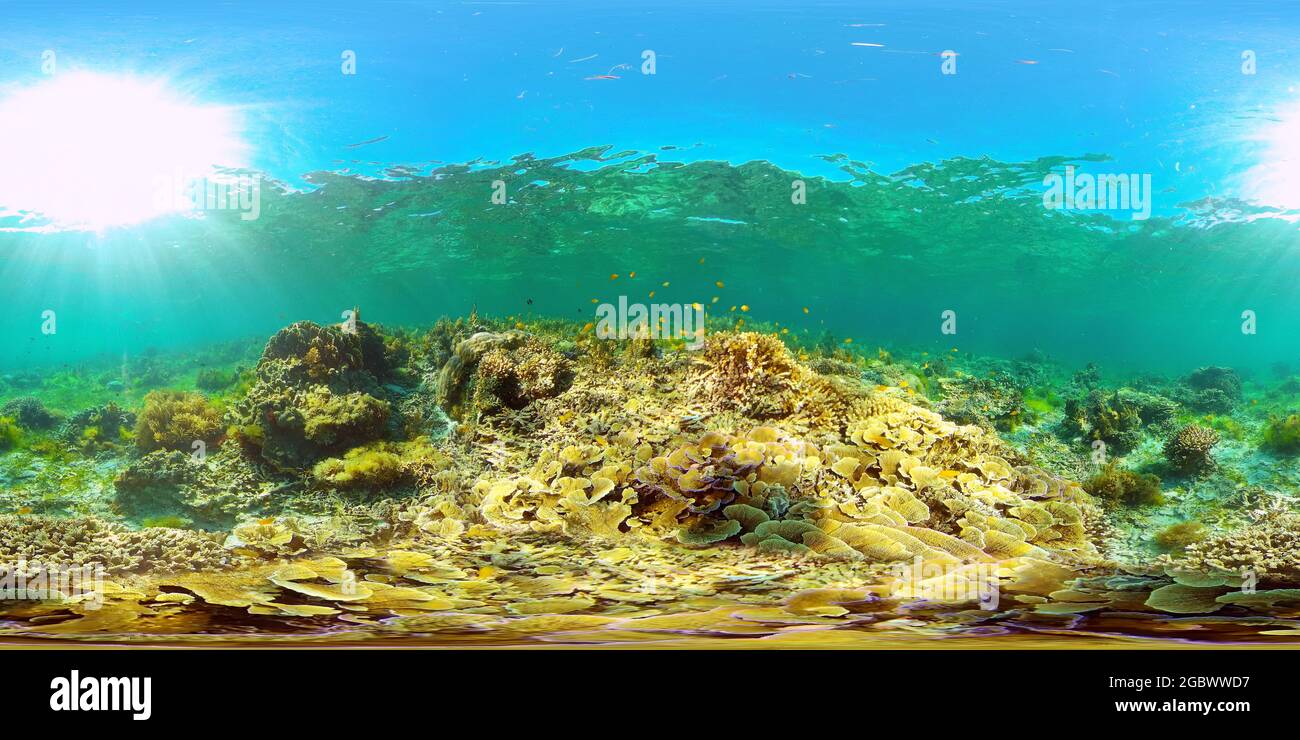 Coral reef and tropical fishes. The underwater world of the Philippines ...