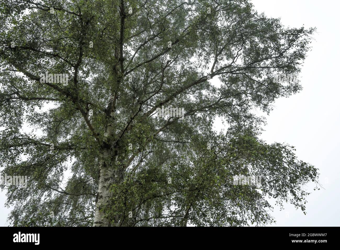 A view of tree in woodland Stock Photo - Alamy