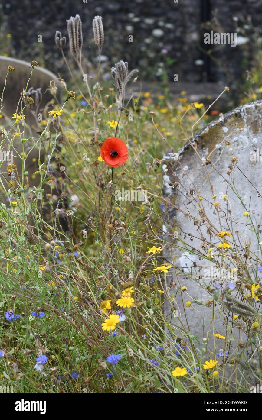 A lone poppy growing in a graveyard Stock Photo - Alamy