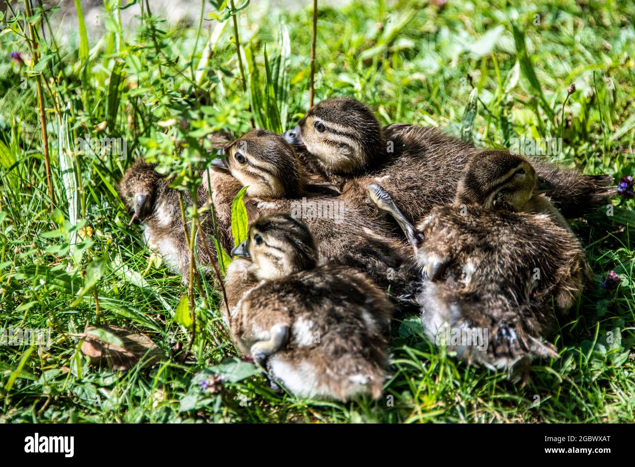 Ducks mother and young duck hi-res stock photography and images - Alamy