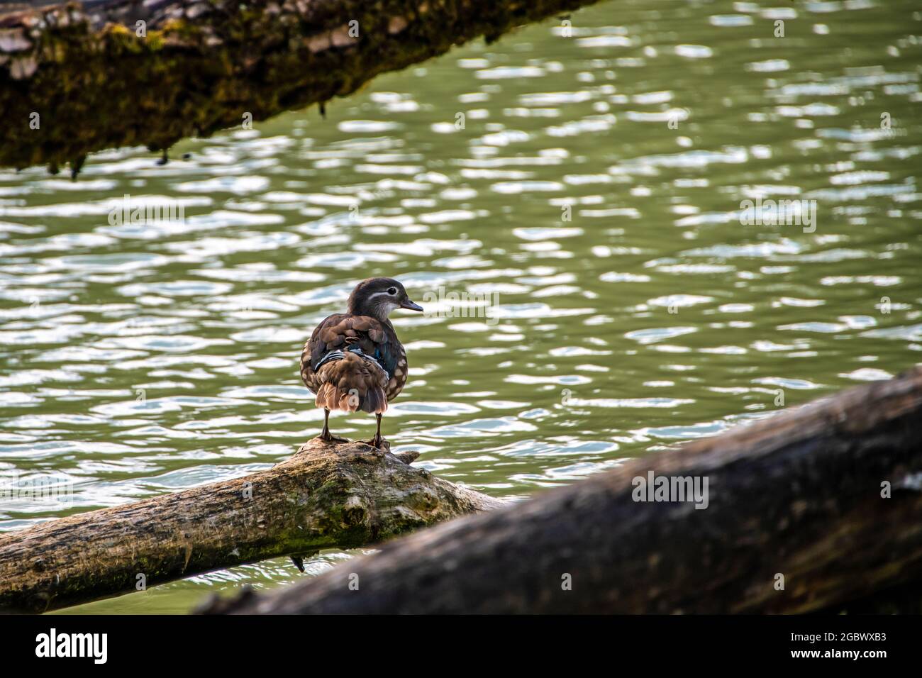 Rear view of a young duck standing on a tree trunk at the shore Stock ...