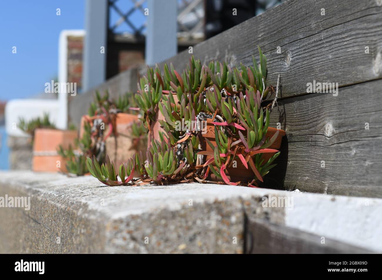 Easy to grow rockery plant hi-res stock photography and images - Alamy