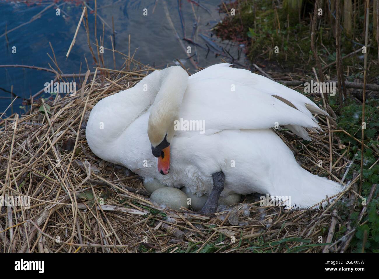 Swan on the nest Stock Photo - Alamy