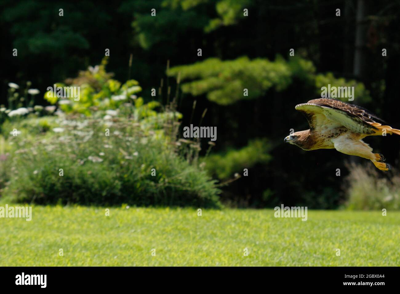 Action photos of a Red Tailed Hawk, latin name is Buteo jamaicensis ...