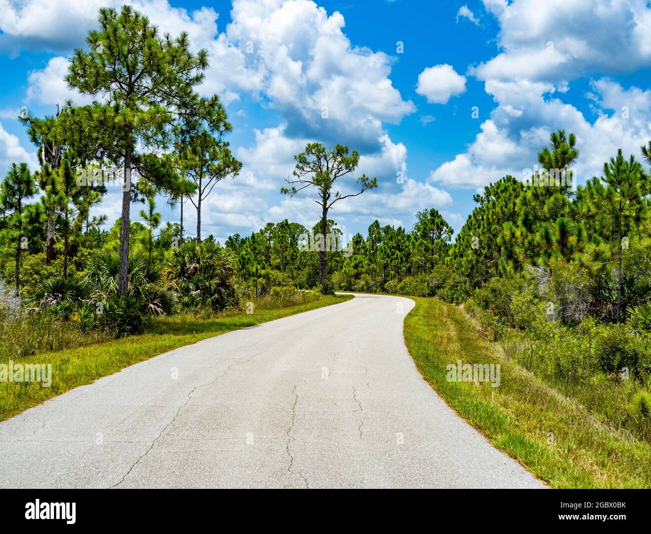 Webb Lake Road in Babcock Webb Wildlife Management Area in Punta Gorda ...