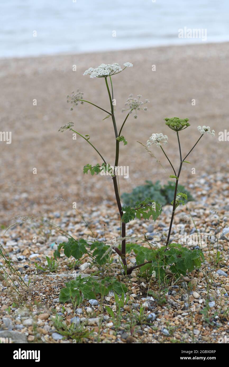 Native british seaside plants hi-res stock photography and images - Alamy