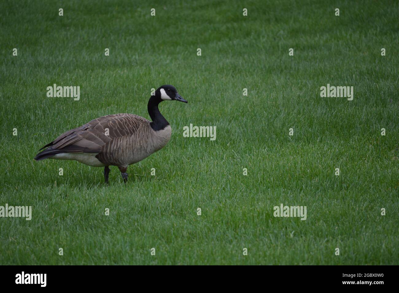 Birds in balcony hi-res stock photography and images - Alamy