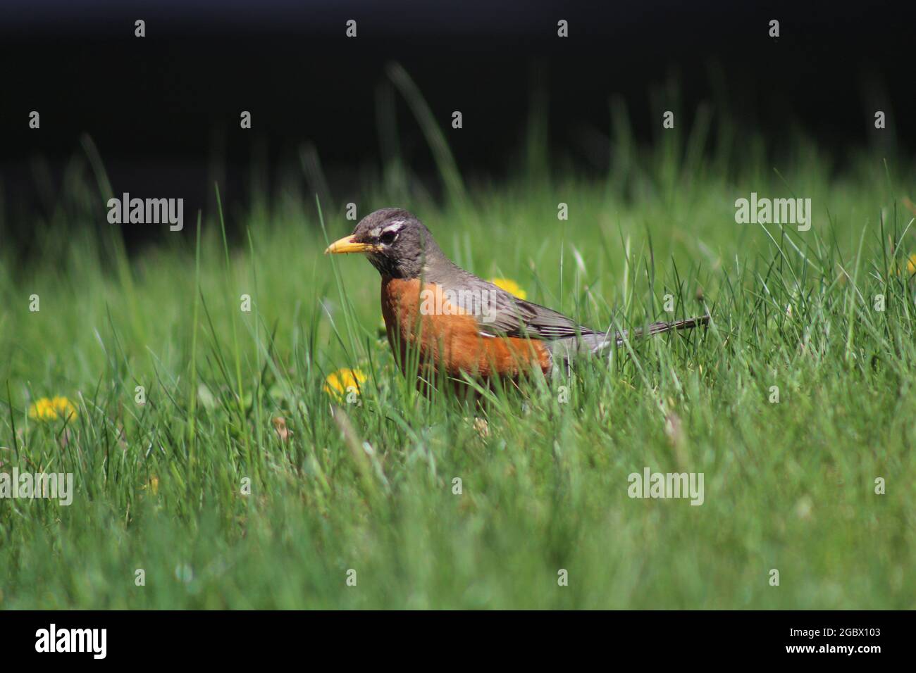 American Robin Bird in the outside world - on grass or on trees Stock ...