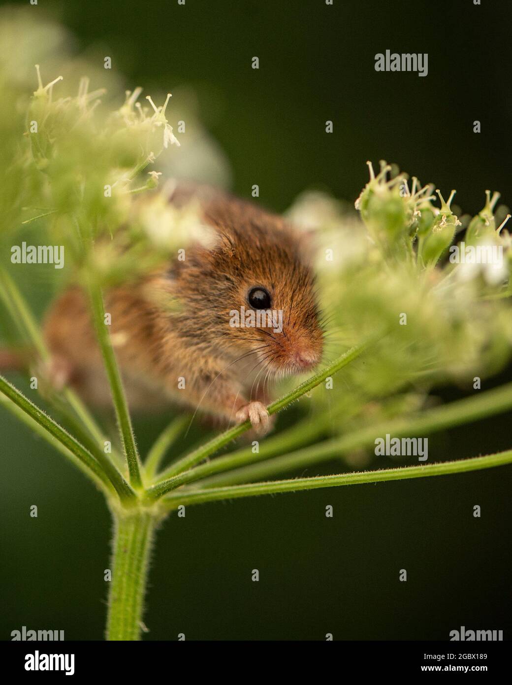 harvest mouse, Micromys minutus Stock Photo - Alamy