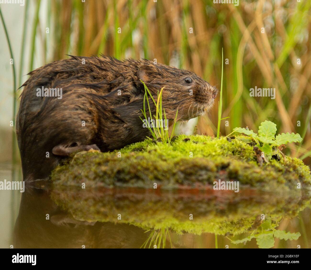 European Water Vole Stock Photo - Alamy