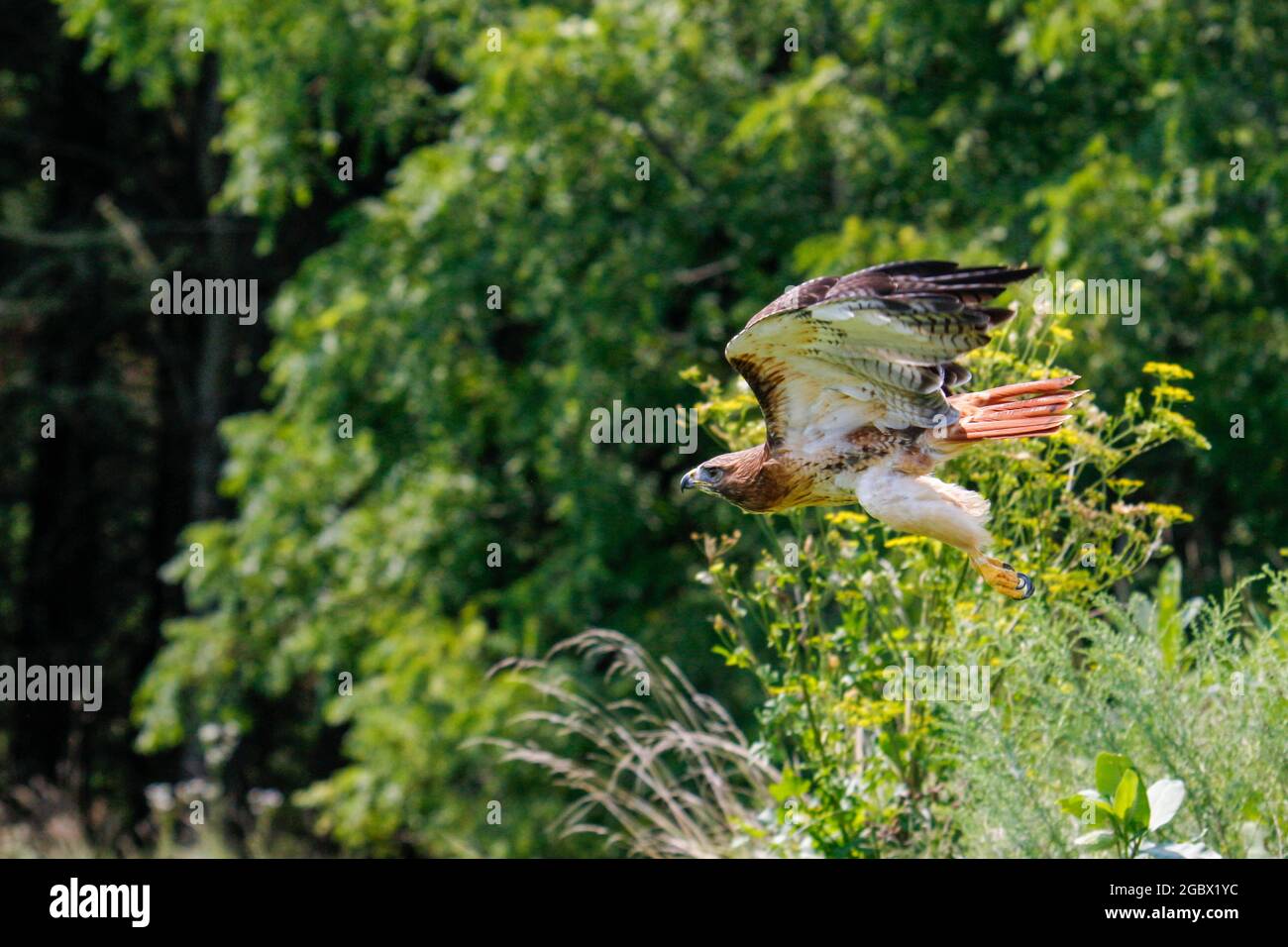 Action photos of a Red Tailed Hawk, latin name is Buteo jamaicensis ...