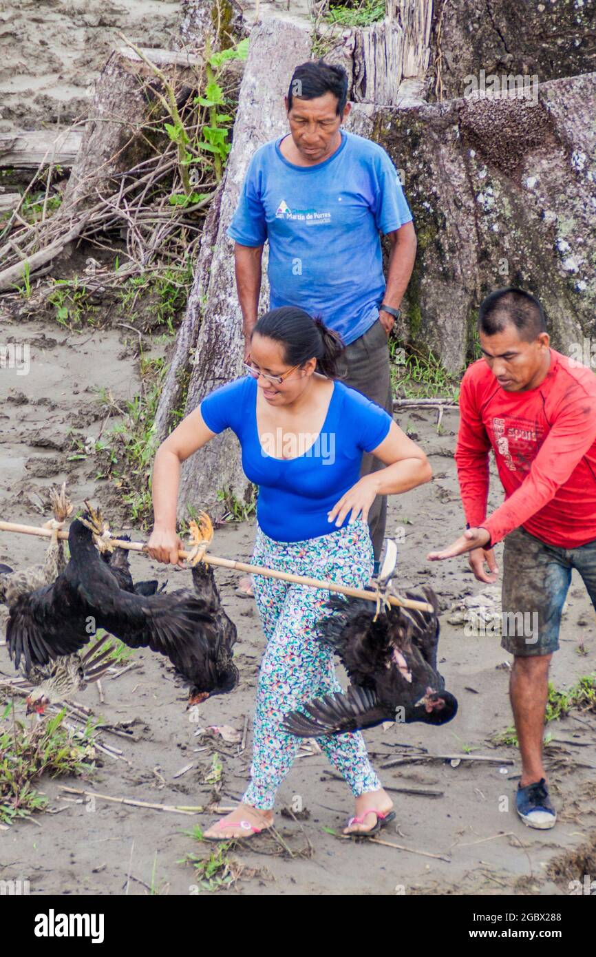 Jungle hen hi-res stock photography and images - Alamy