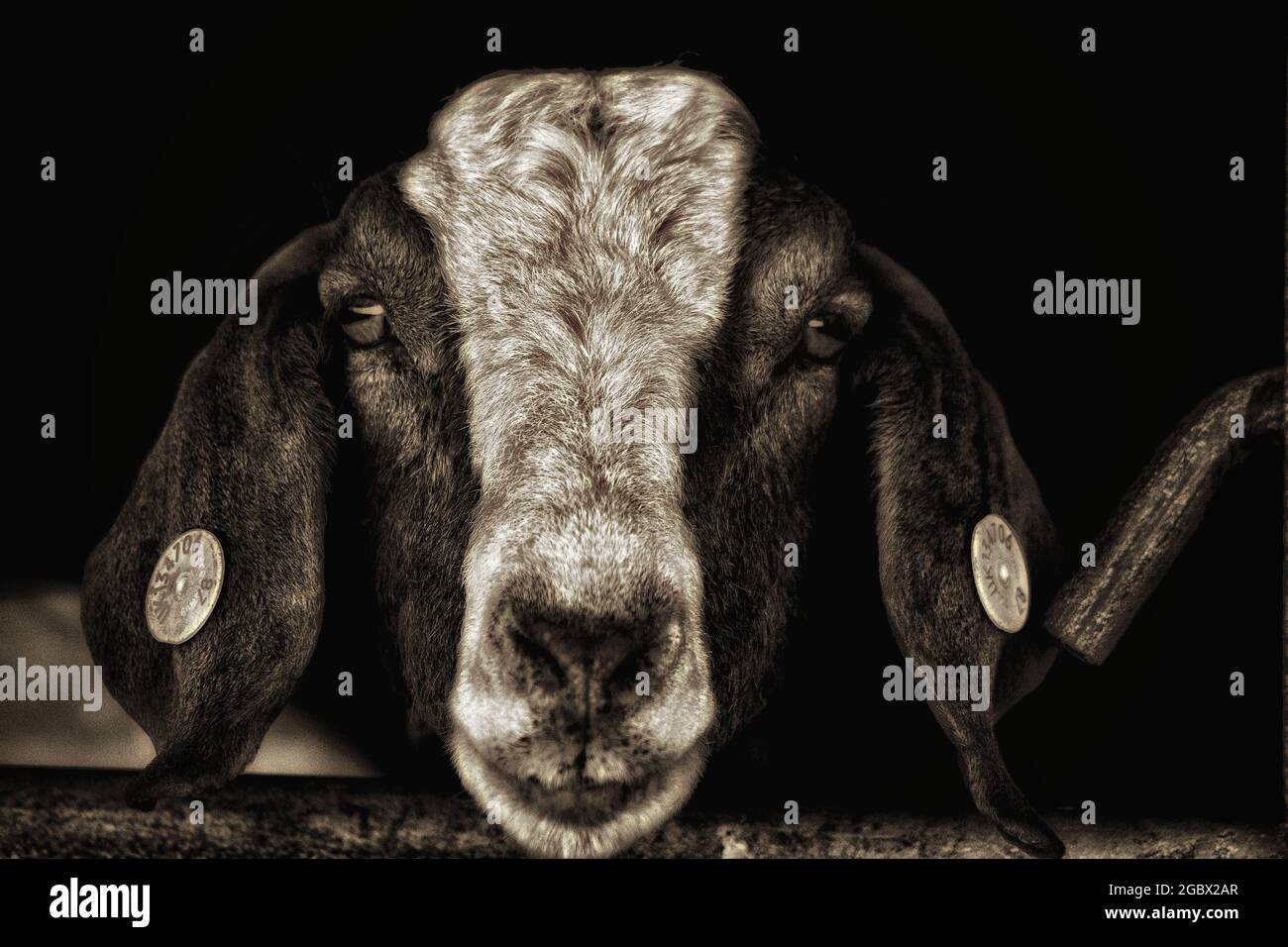 Photogenic goat hi-res stock photography and images - Alamy