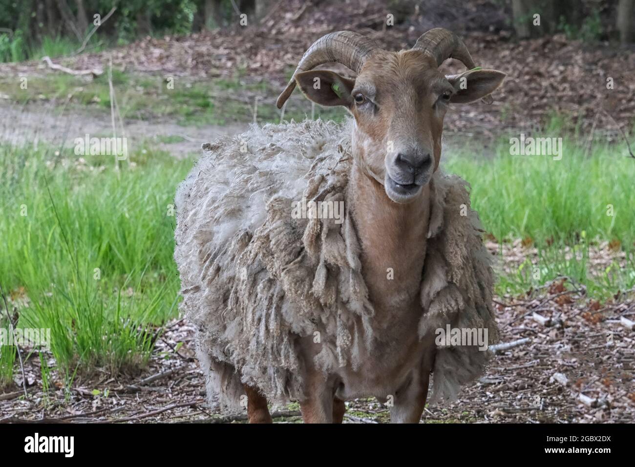 Sheep horns hi-res stock photography and images - Alamy