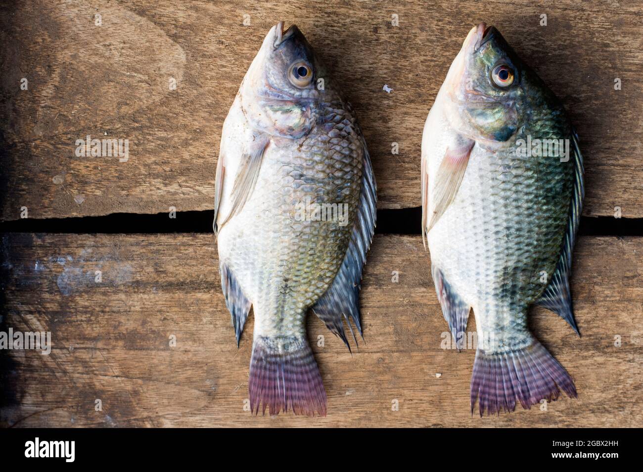 Oreochromis niloticus Stock Photo - Alamy