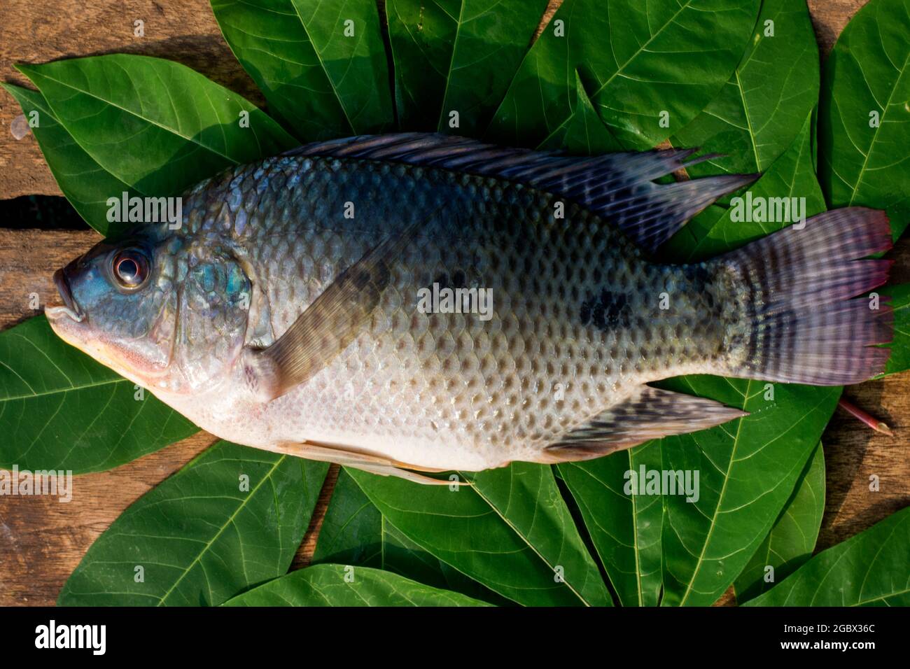 Oreochromis hi-res stock photography and images - Alamy