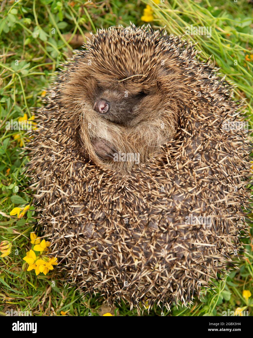 The ball up hi-res stock photography and images - Alamy