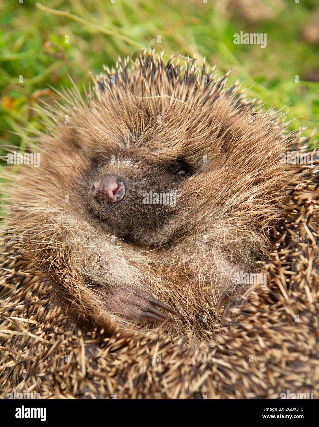 Hedgehog rolled into a ball hi-res stock photography and images - Alamy