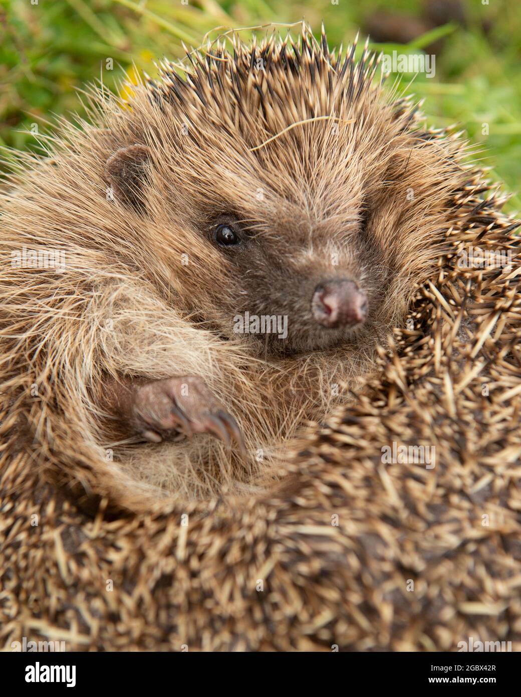 Rolled up hedgehog hi-res stock photography and images - Alamy
