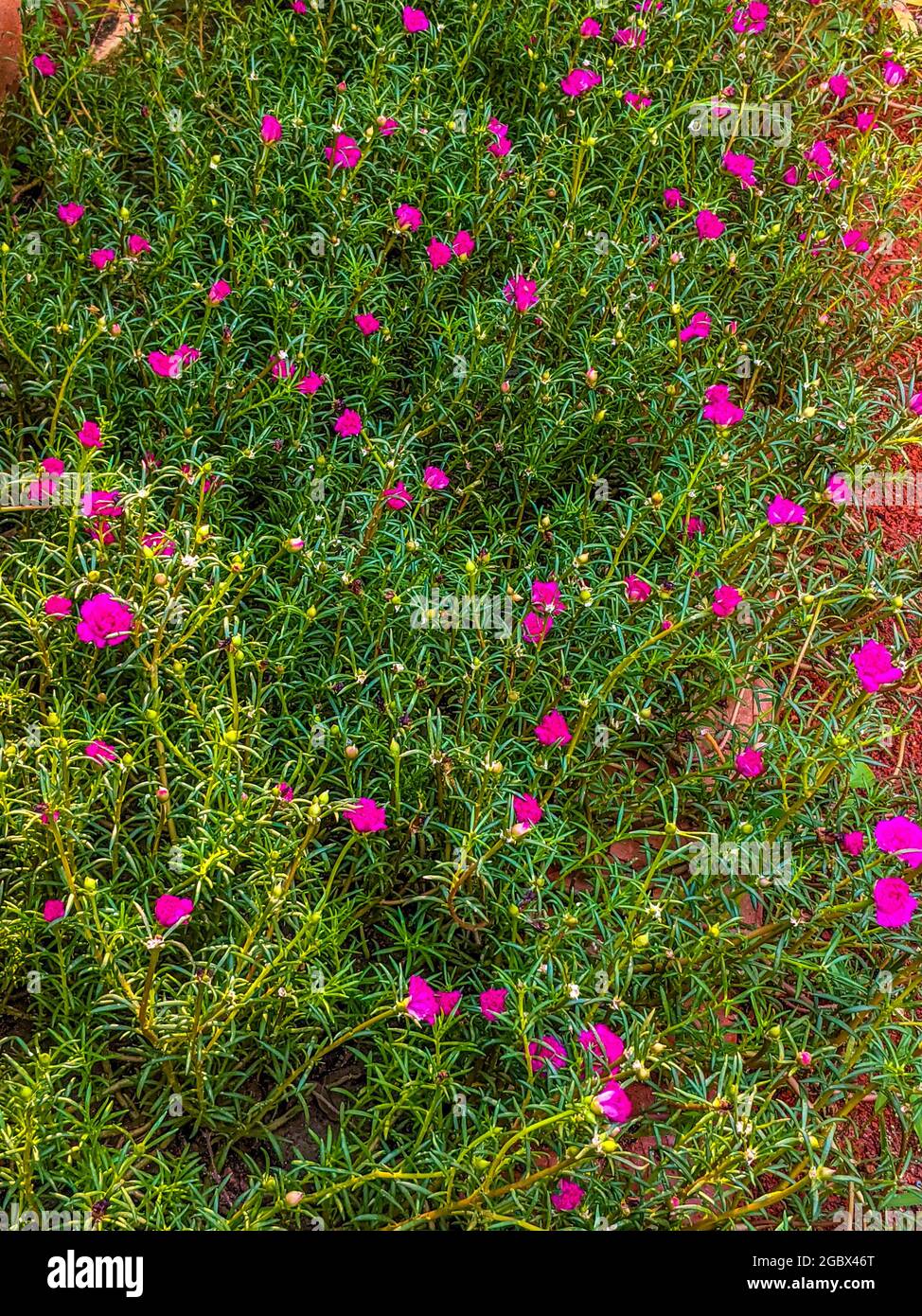 Flowers of rose moss blooming on the shrub Stock Photo - Alamy