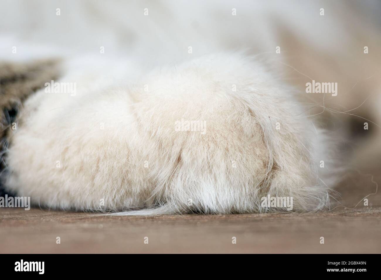 Closeup shot of a white furry cat paw Stock Photo - Alamy
