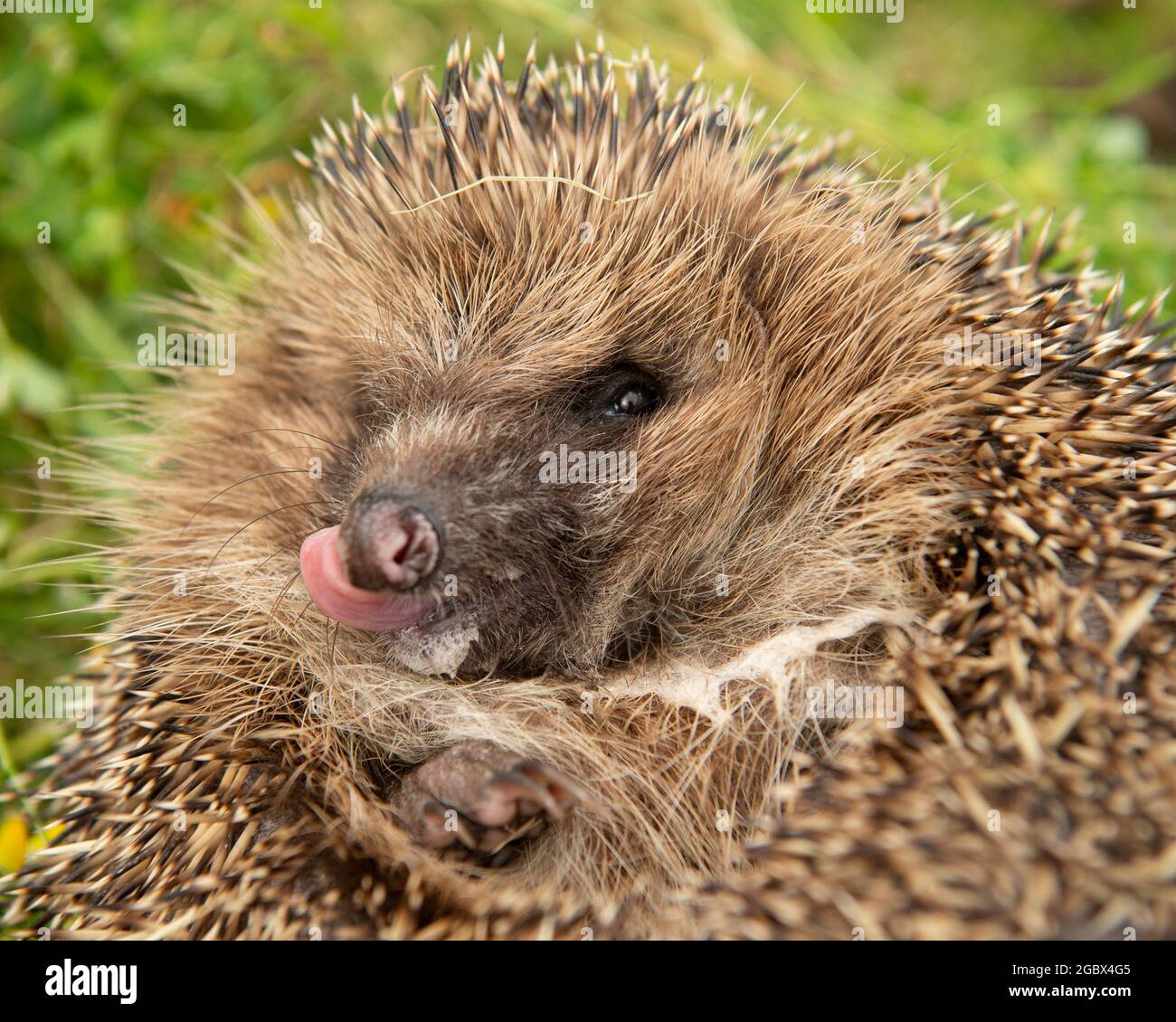 hedgehog rolled into a ball Stock Photo - Alamy