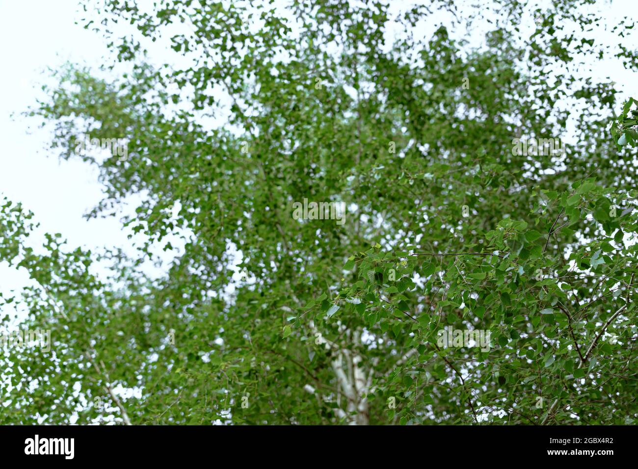 A close up of a big tree Stock Photo - Alamy