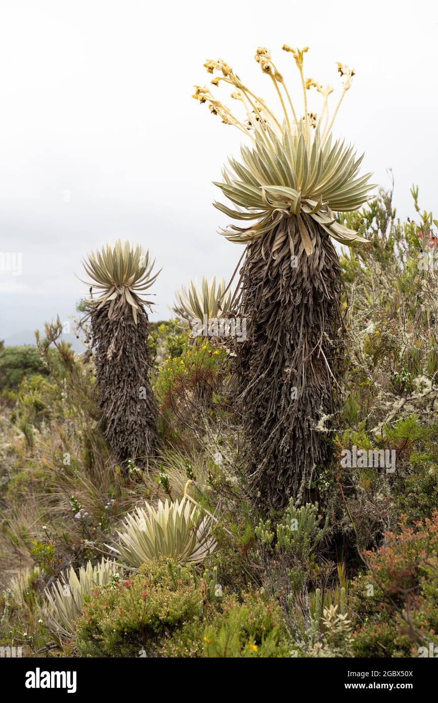 Frailejones, endemic flowers of the paramo of south america, Páramo de ...