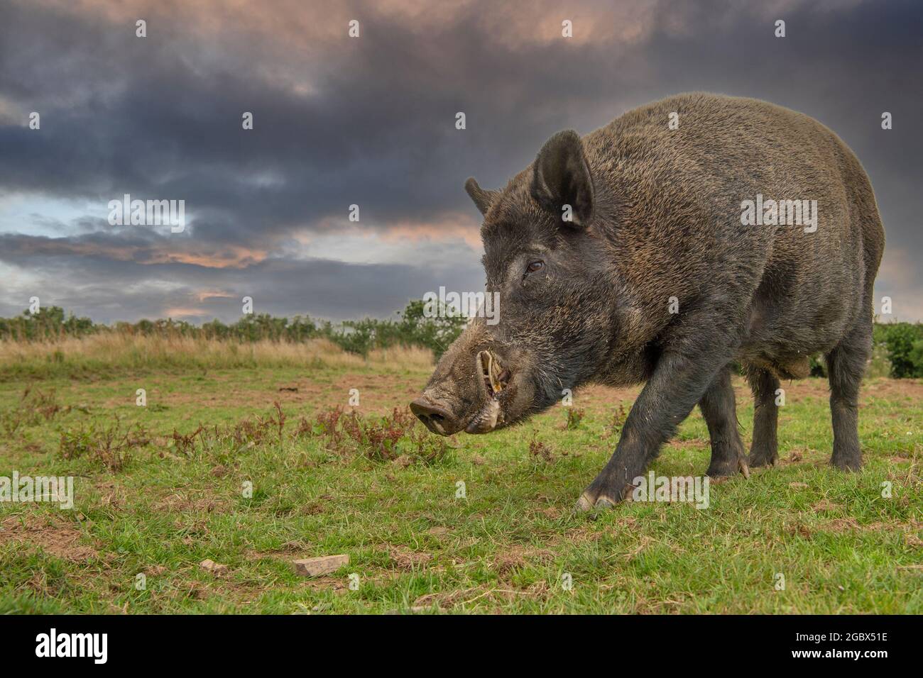 Hunting boar in a forest hi-res stock photography and images - Alamy