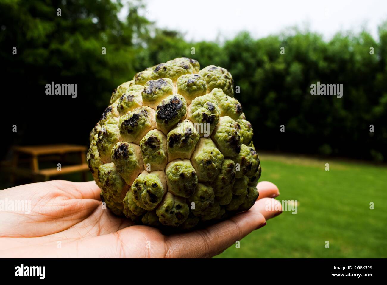 Female holding Fresh Custard apple fruits in hand also known as sugar ...