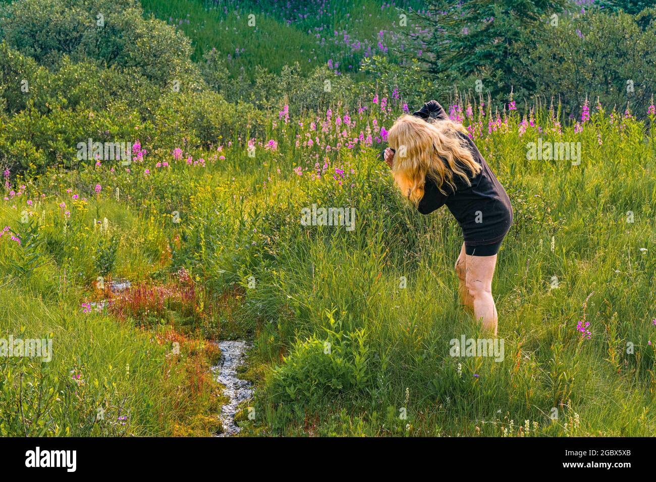 Blonde woman photographing wildflowers, Banff National Park, Alberta ...