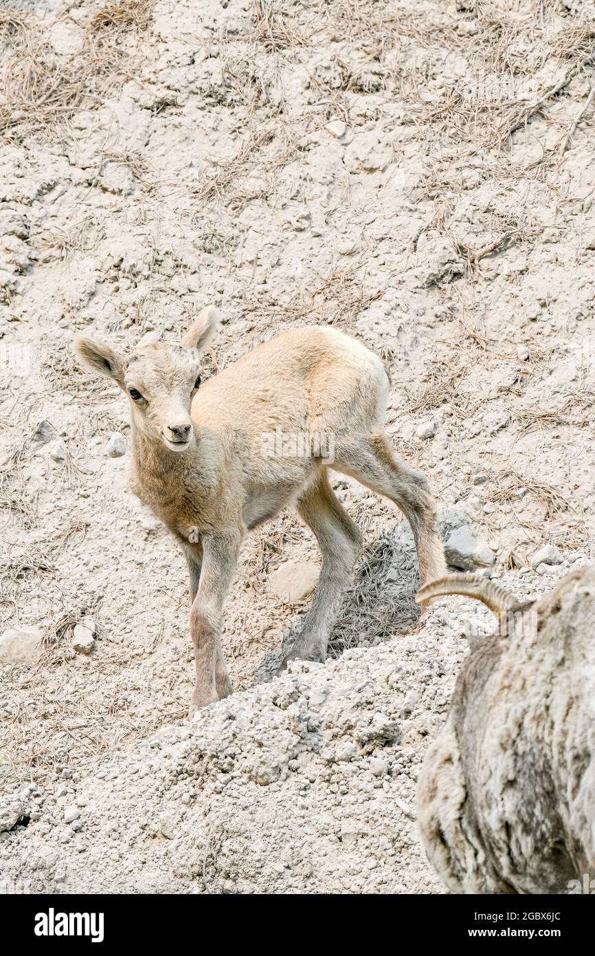 Rocky Mountain Bighorn Sheep lamb at salt lick, Kananaskis, Alberta ...