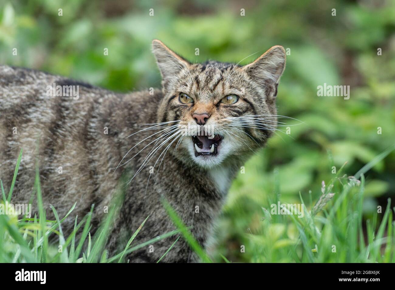 Endangered scottish wildcat hi-res stock photography and images - Alamy