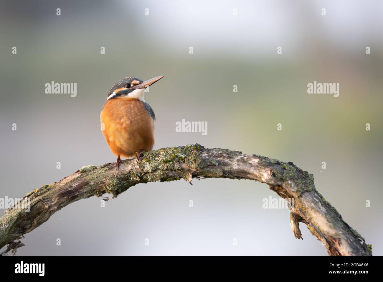 Common kingfisher bird (Alcedo atthis) perched in natural habitat Stock ...