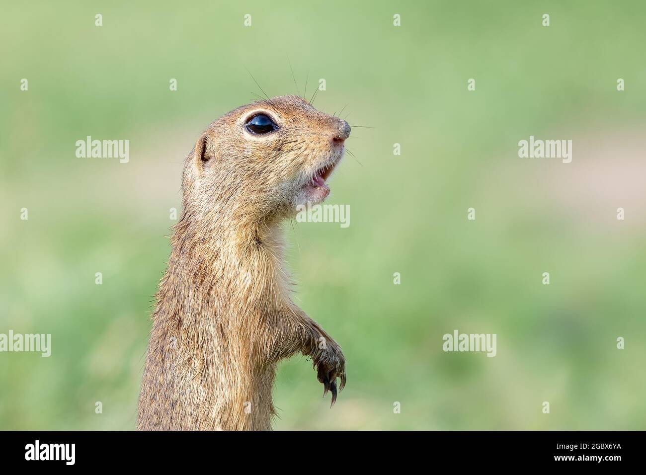 Ground squirrel Spermophilus citellus closeup Stock Photo - Alamy