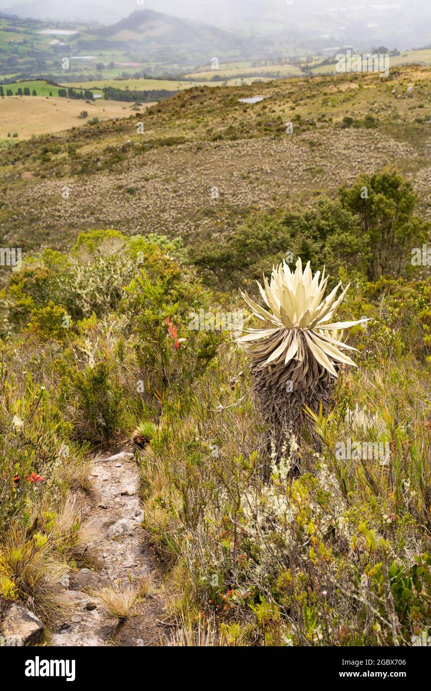 Frailejones, endemic flowers of the paramo of south america, Páramo de ...