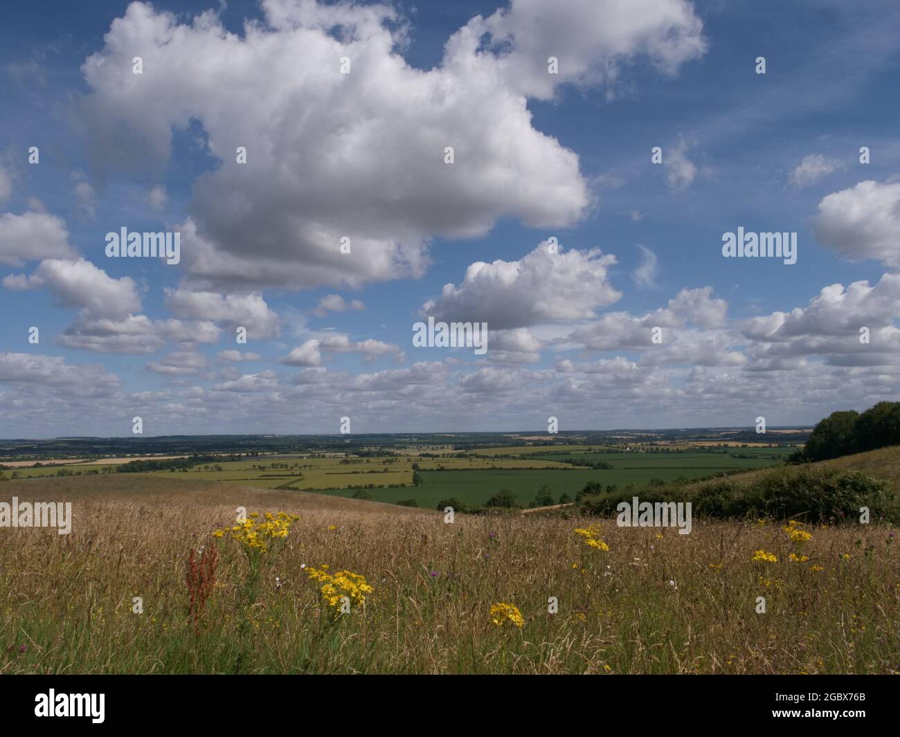 Summer wildflower landscape with fluffy clouds Stock Photo - Alamy