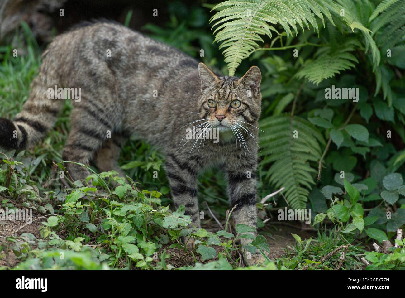 Scottish wildcat tail hi-res stock photography and images - Alamy