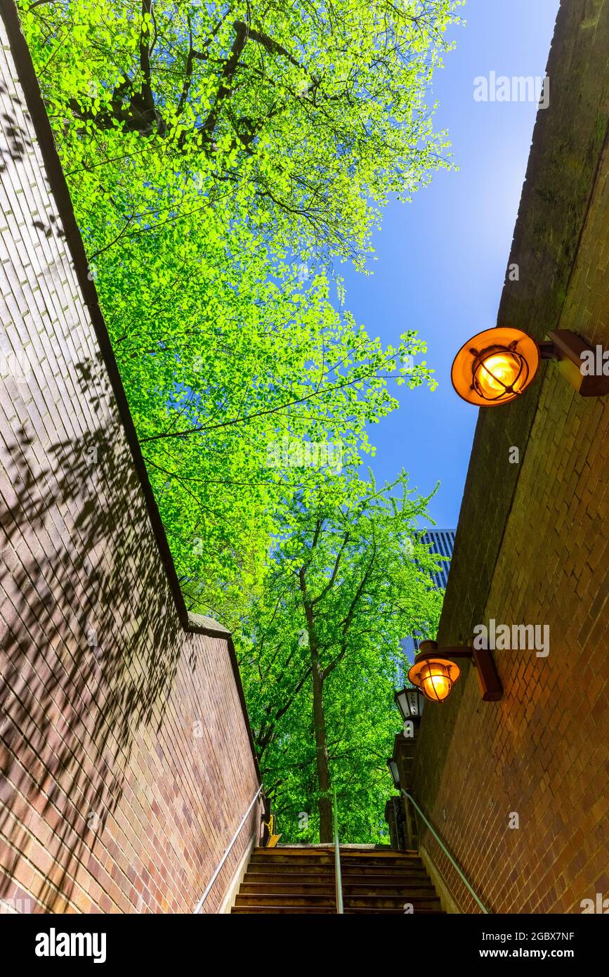 Growing fresh green trees shake by spring wind at Central Park NYC ...