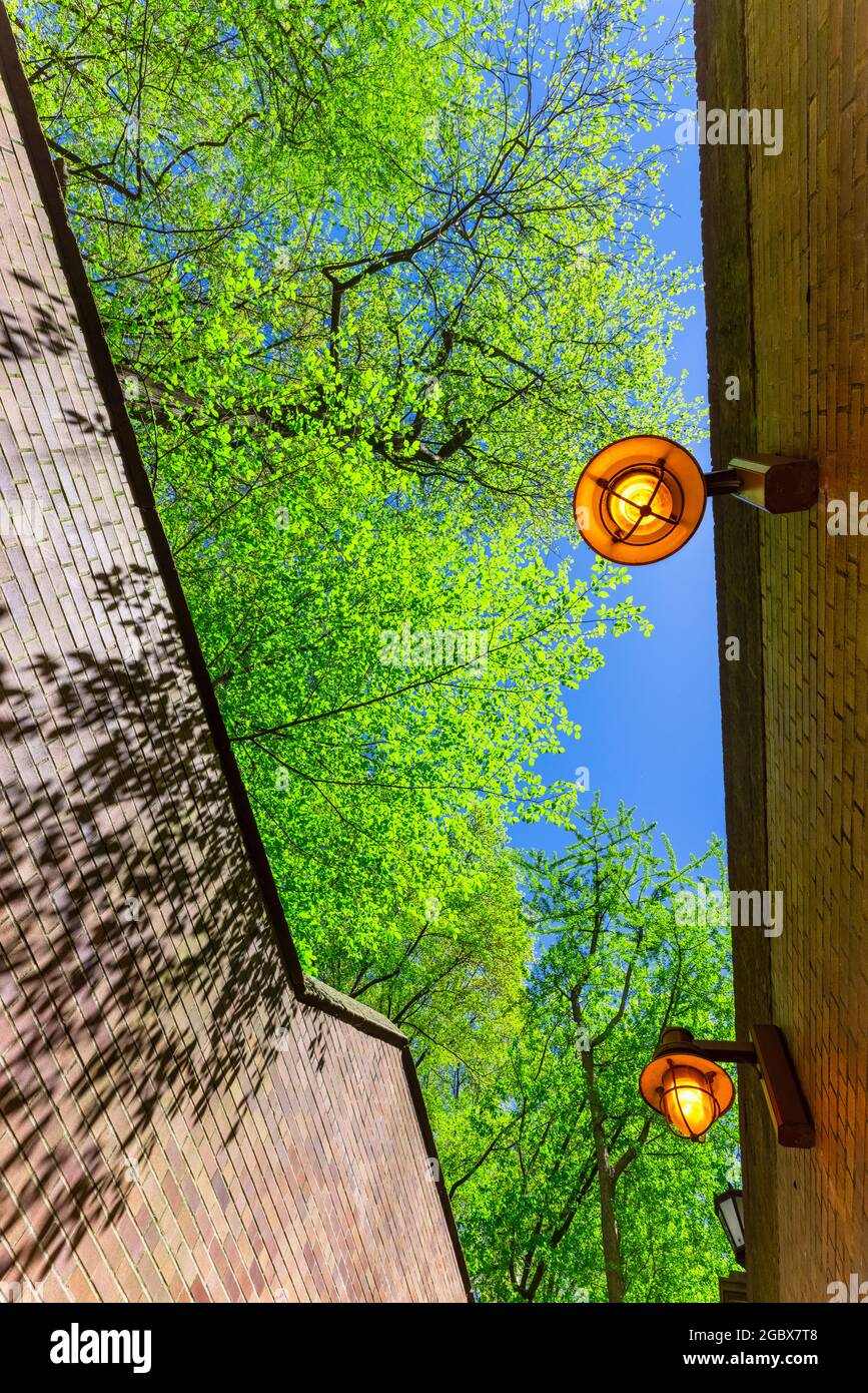 Growing fresh green trees shake by spring wind at Central Park NYC ...