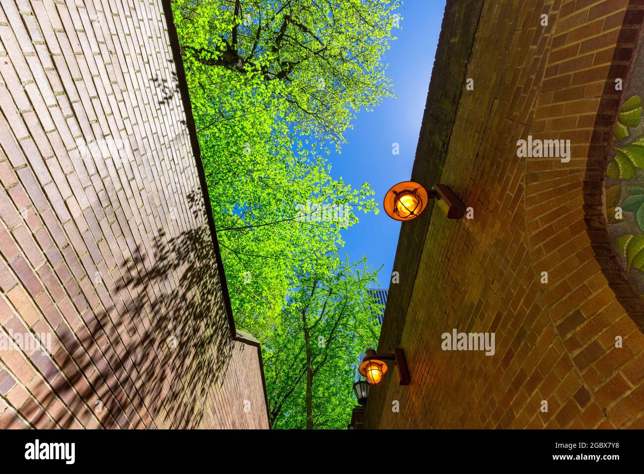Growing fresh green trees shake by spring wind at Central Park NYC ...