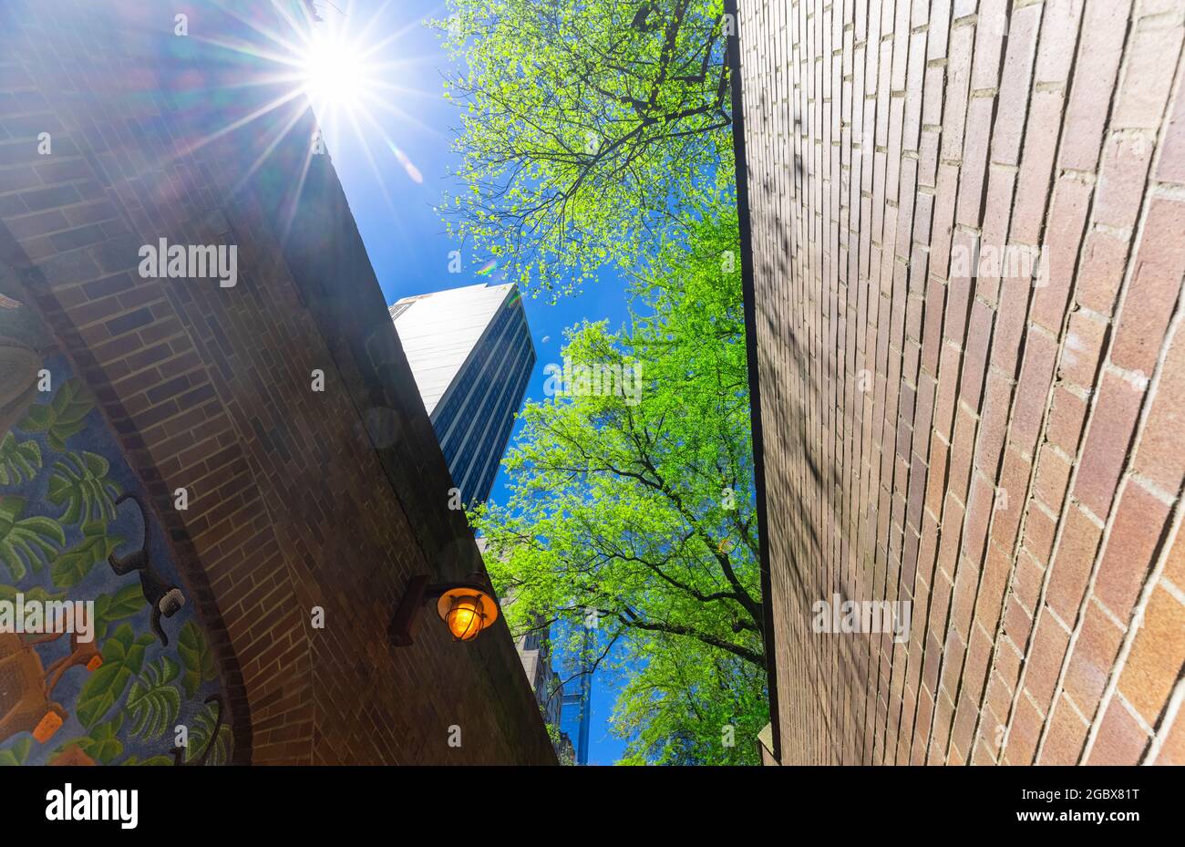 Growing fresh green trees shake by spring wind at Central Park NYC ...