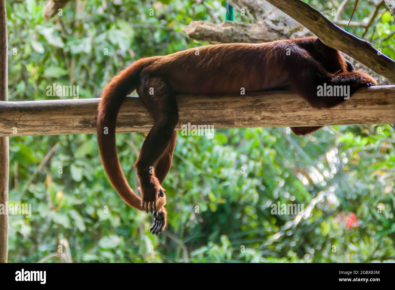 Red howler monkey (Alouatta Seniculus) in Amazon Animal Orphanage ...