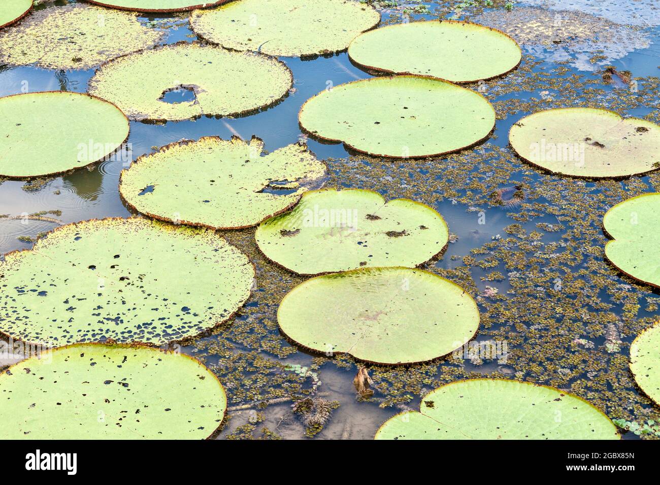 Victoria Amazonica, the largest water lilly in the world, in Fundo ...