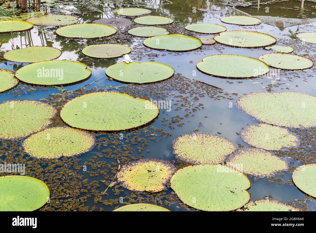 Victoria Amazonica, the largest water lilly in the world, in Fundo ...